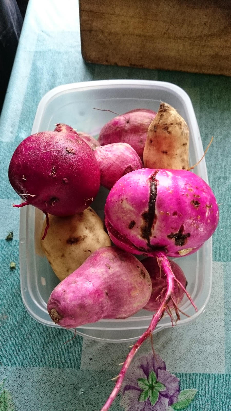 UBI MANIS - Rangkuman Cara Bertanam Lengkap