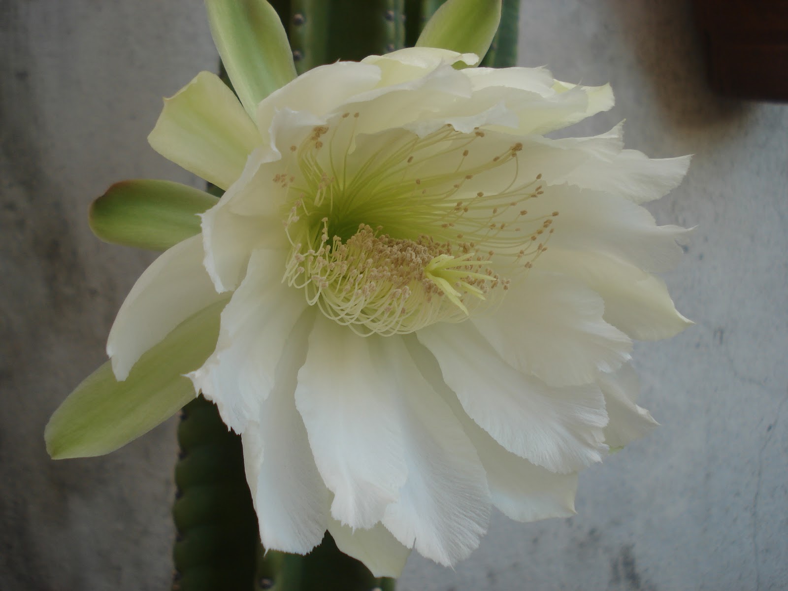 UM CAMINHO...: FLOR DO CACTO MANDACARU