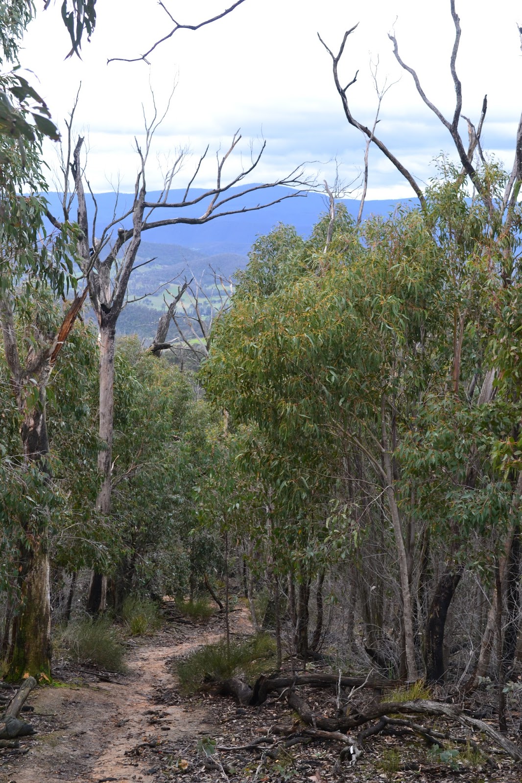 Goin' Feral One Day At A Time: Mt Everard Circuit, Kinglake National ...