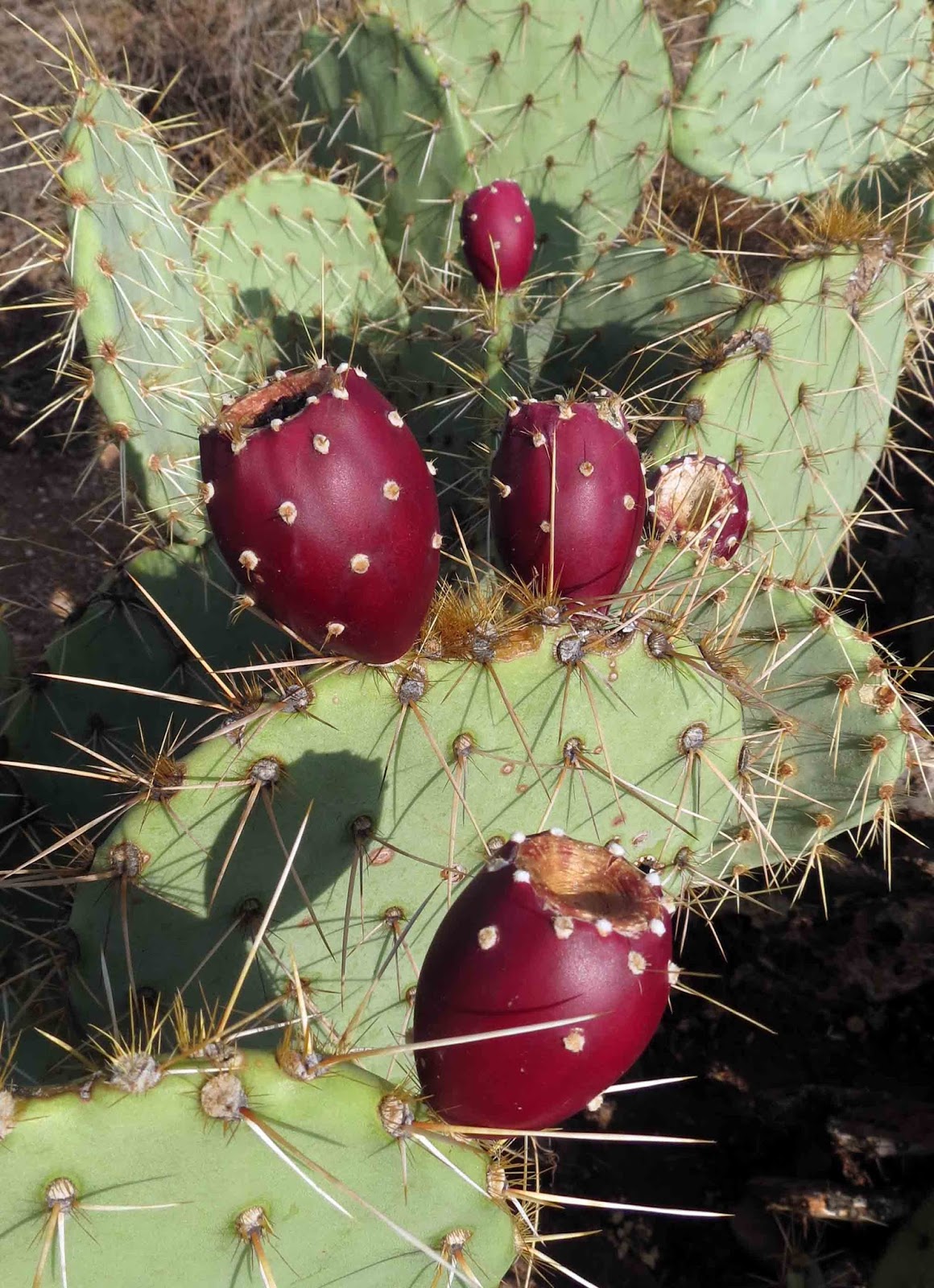 Desert Colors: Prickly Pears