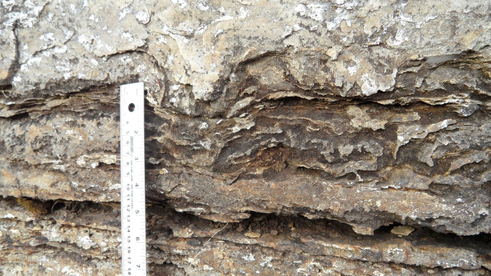 Fossils and Geology of Lanark County, Ontario: More Evidence of ...