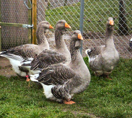 Toulouse goose | The Life of Animals