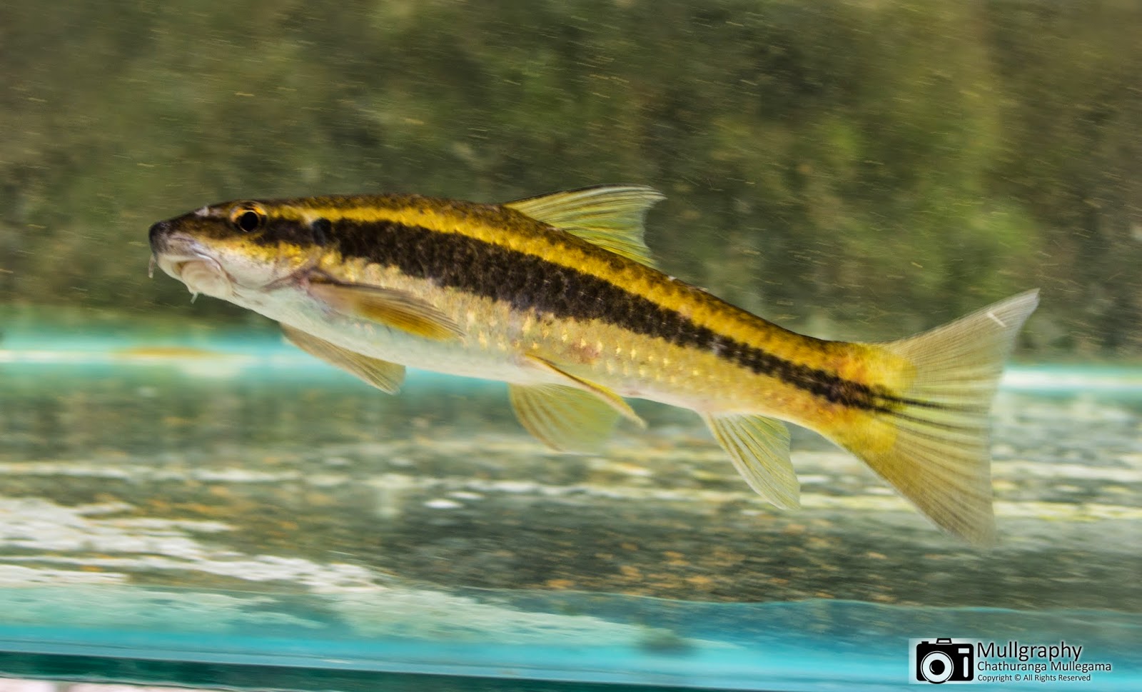 Garra ceylonensis / Gal padi | FRESHWATER FISHES OF SRI LANKA