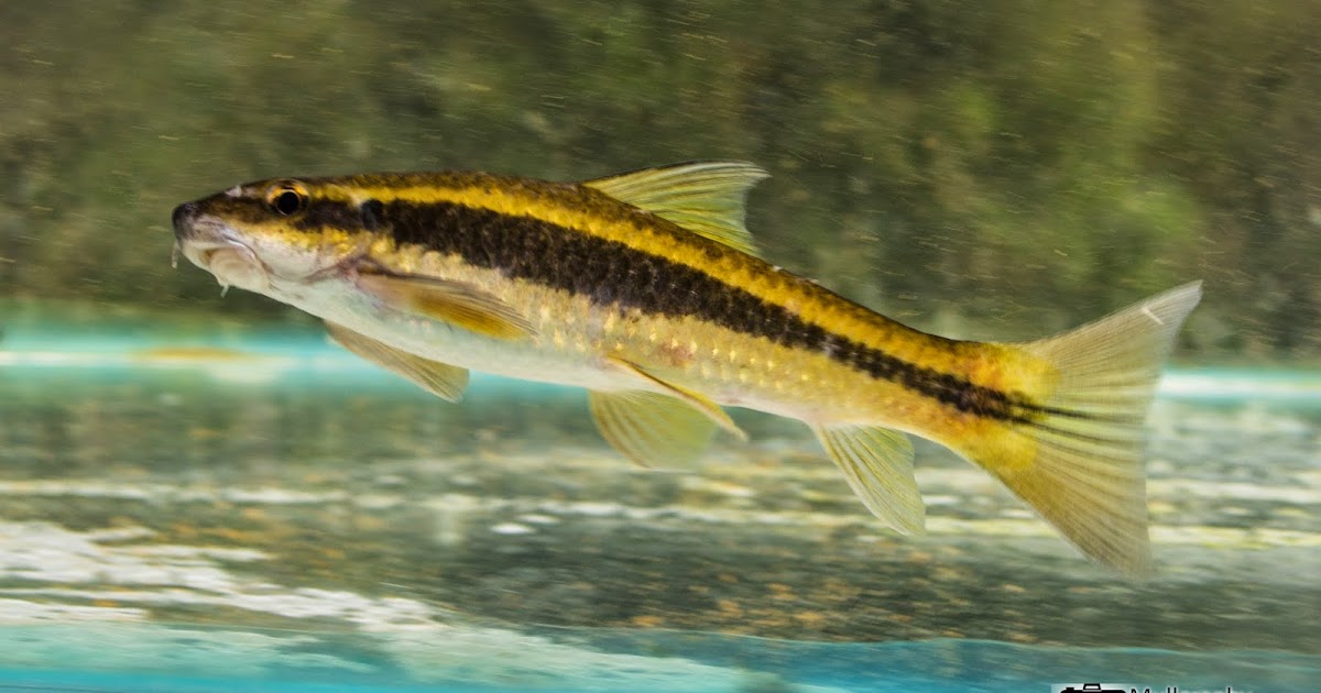 Garra ceylonensis / Gal padi | FRESHWATER FISHES OF SRI LANKA