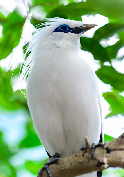 Bird Pictures and Information