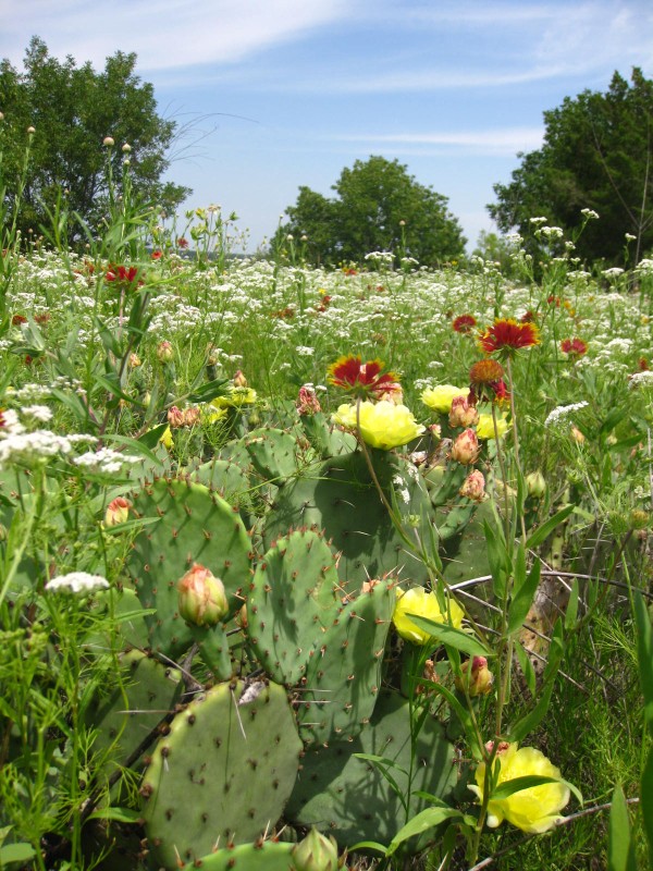 Durango Texas: Making A Prairie Note Of Tandy Hills Prickly Pear Cactus