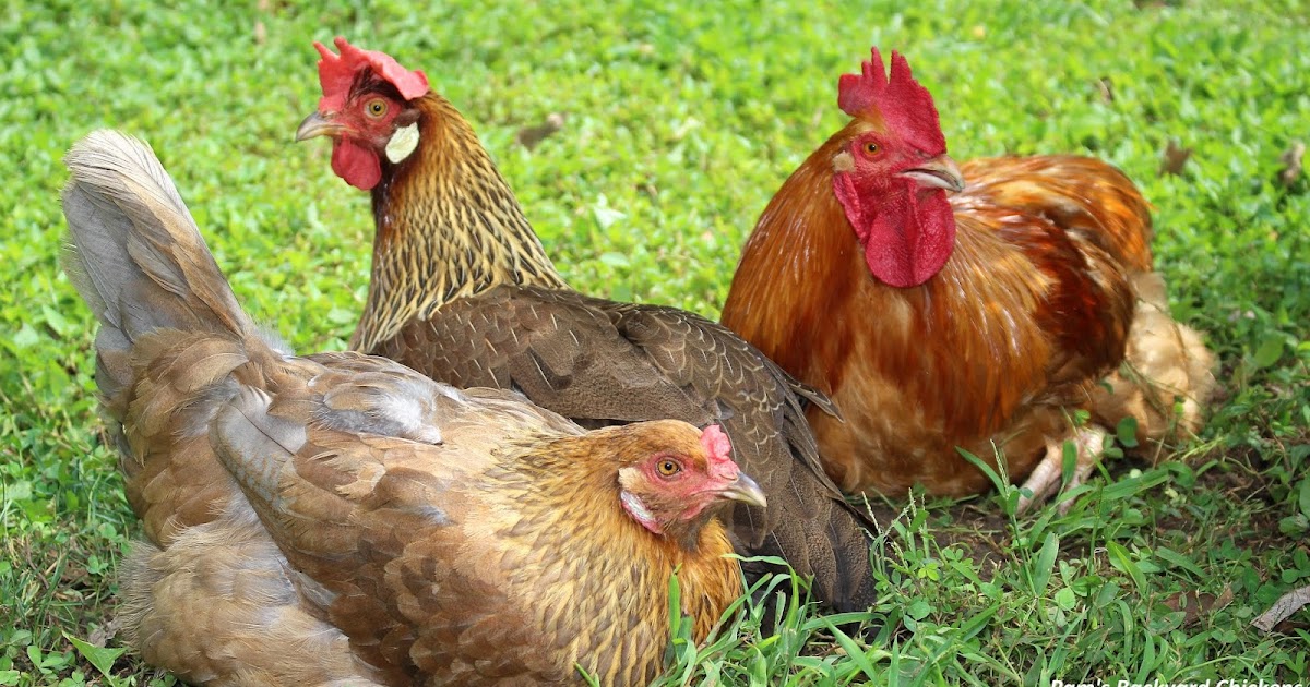 Pam's Backyard Chickens: A Top Ten List of the Best Chickens for Eggs