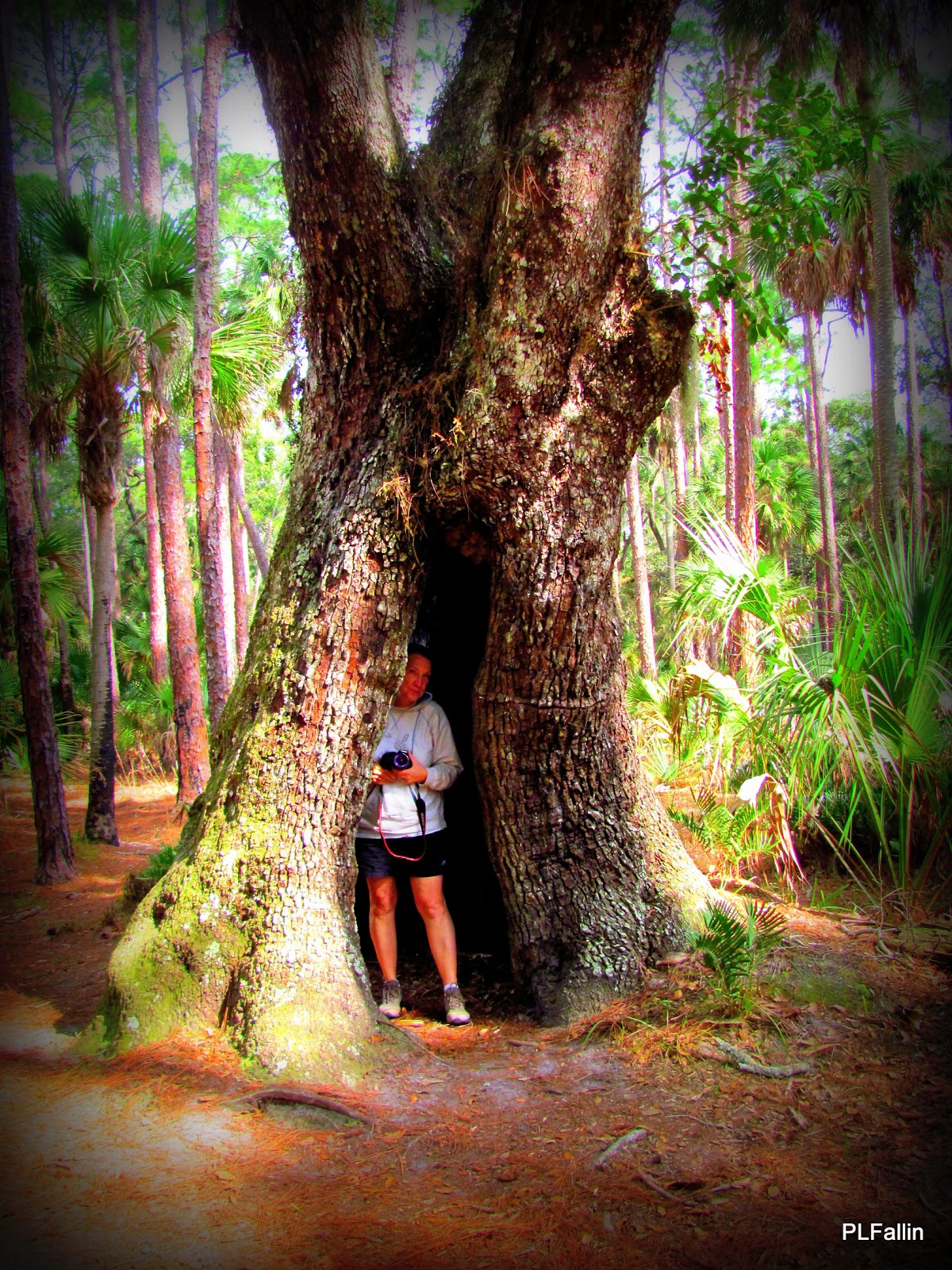 PL Fallin Photography: Treebeard of Middle-earth My Protector