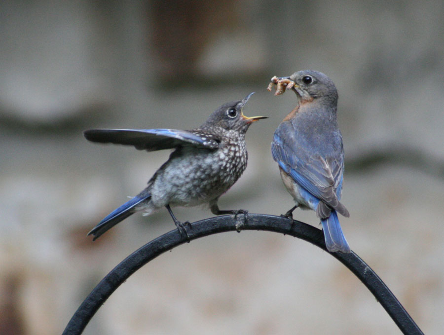 Discover Birds: Tennessee Birds