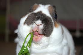 funny pictures of animals