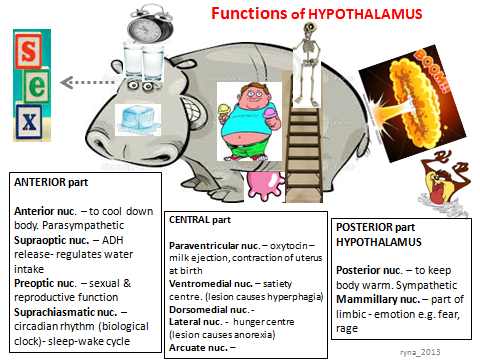 MRCPsych Course: Hypothalamus MRCPsych course