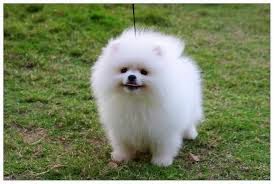Such Good Dogs: Breed of the Month--Pomeranian