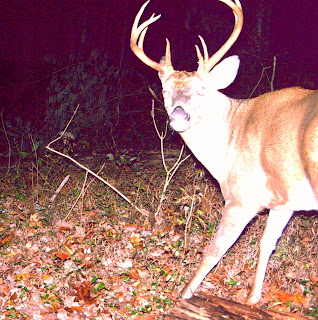 Indiana Woods and Waters: Strategies for Hunting the Hoosier National ...