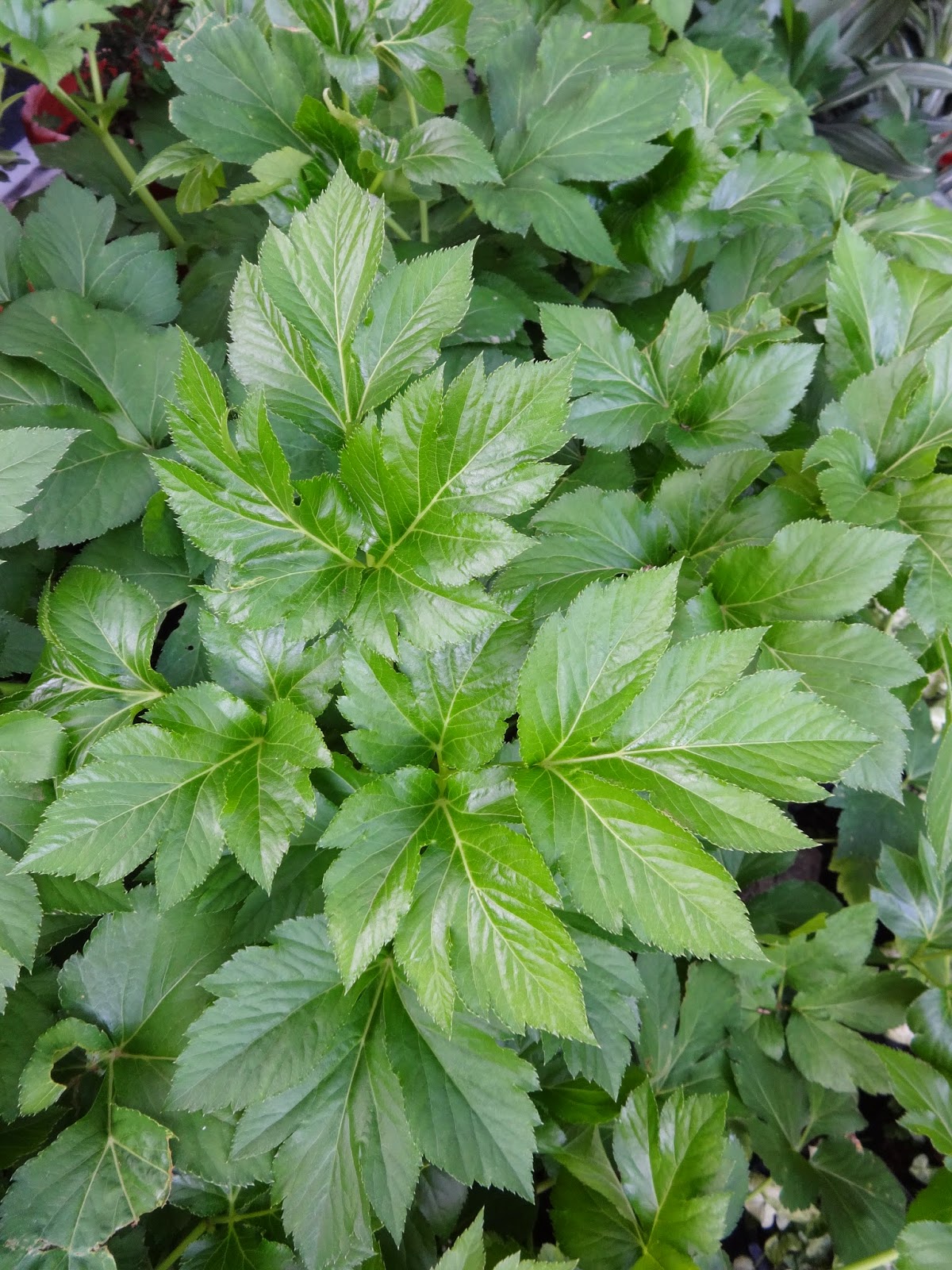 Herbs from Distant Lands: Angelica keiskei - Ashitaba, Tomorrow's Leaf