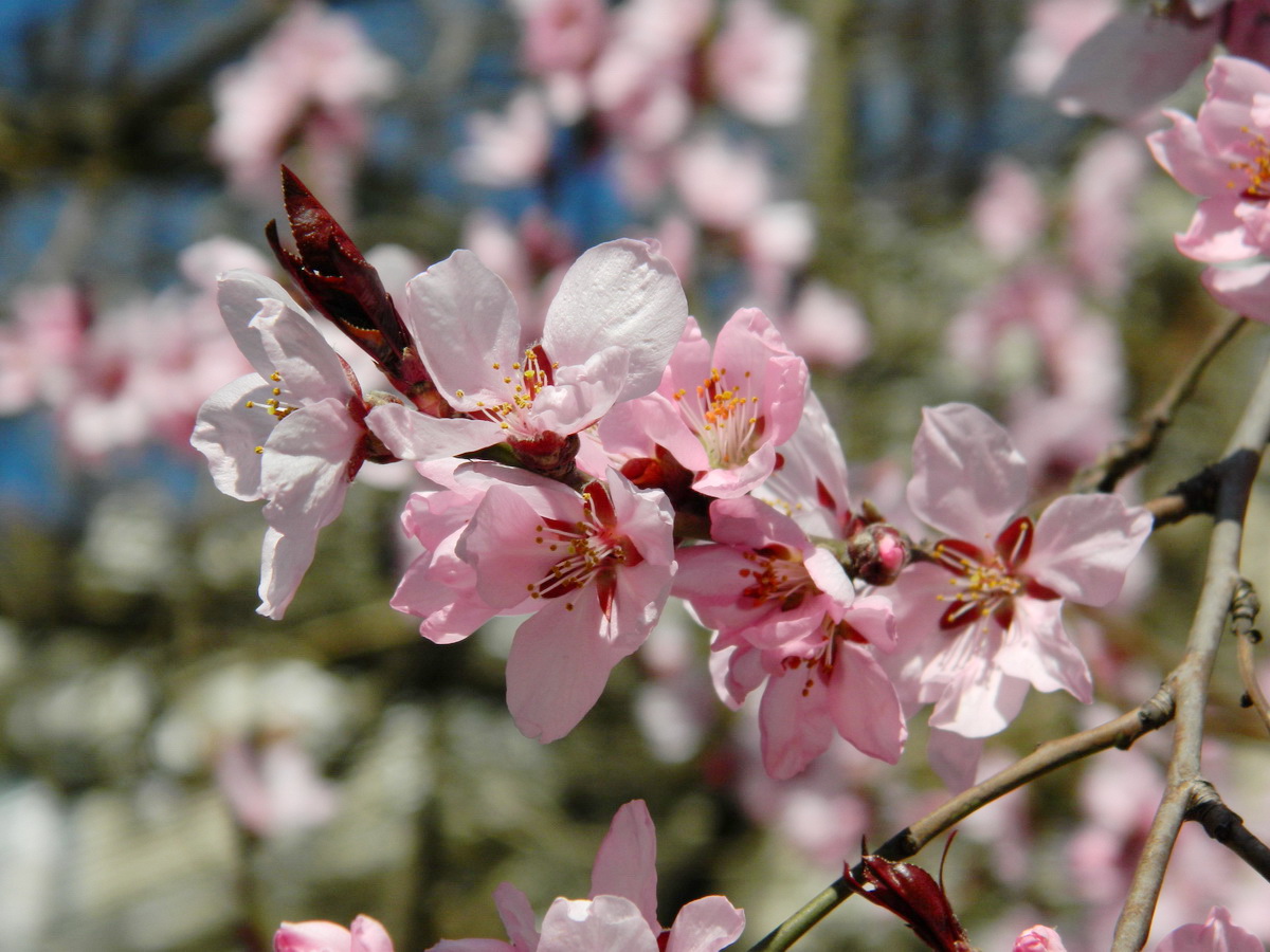 LA MULTI ANI, ROMANIA!: Flori roz de migdal