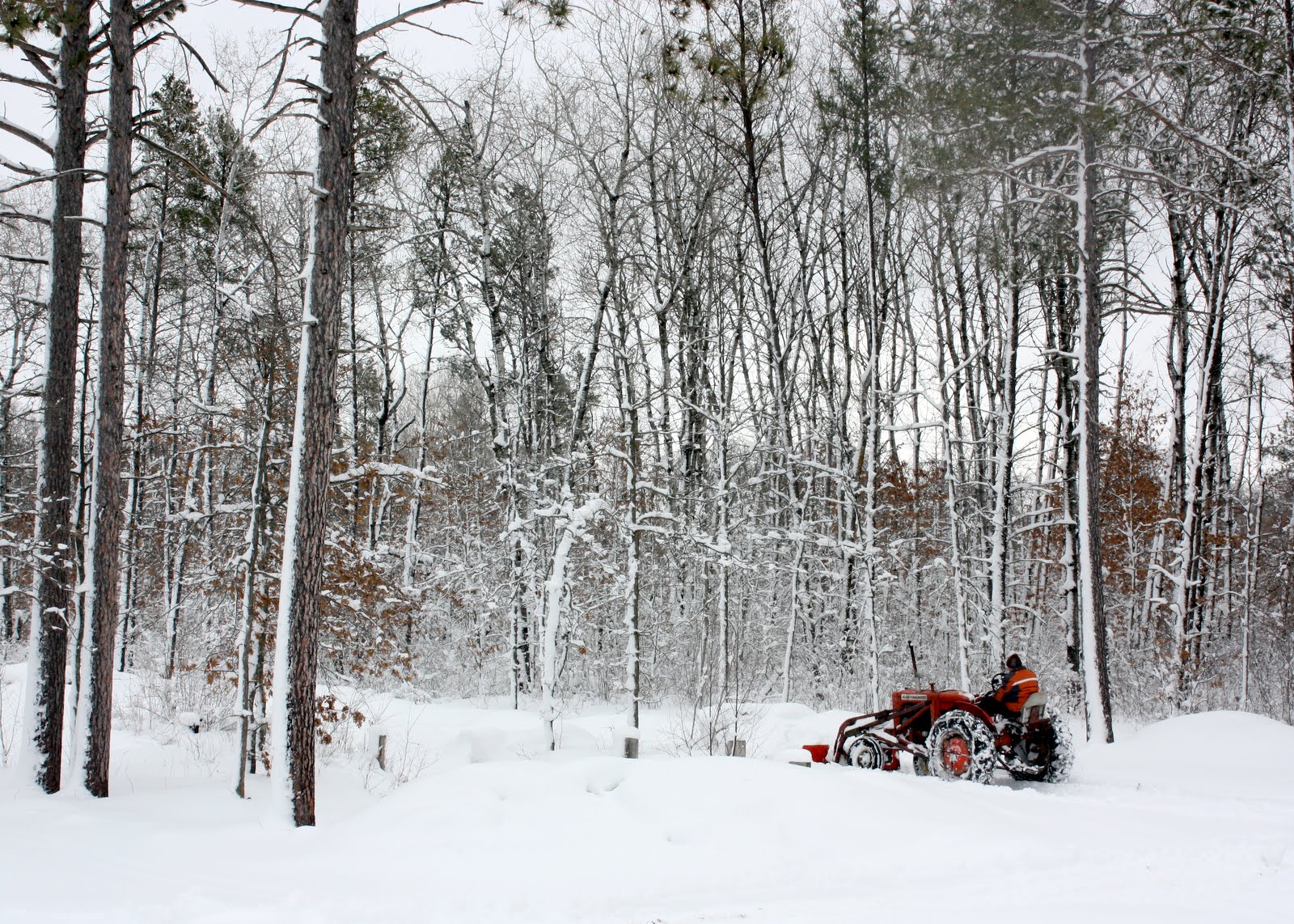 lil fish studios: just a little sick of snow