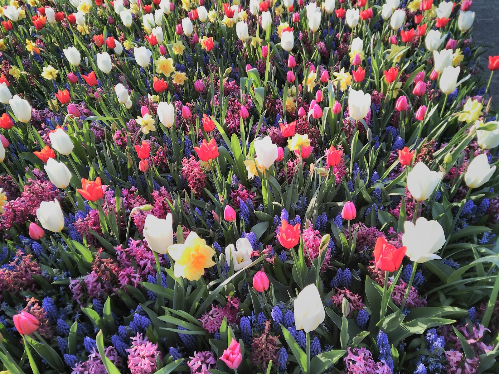 Klimaatdaad van de dag: Laat duizend bloemen bloeien - vakantie op de ...