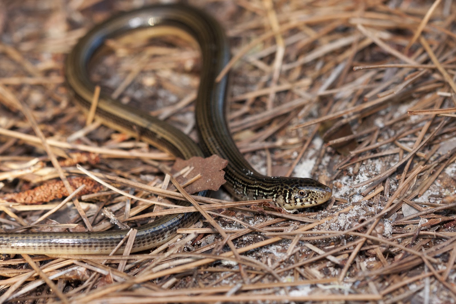 Salamander-Shmalamander: June 2013