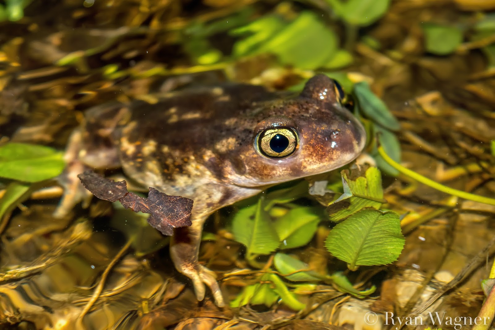 Field Life: A Spadefoot Experience