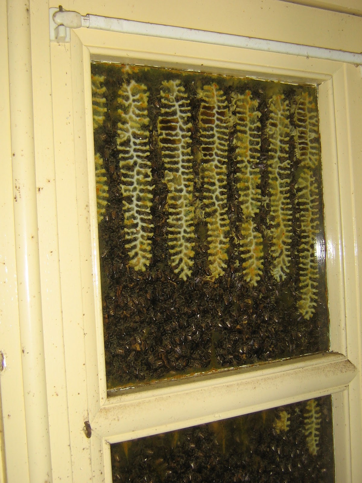 French wildlife and beekeeping: Bee swarms in French windows and ...