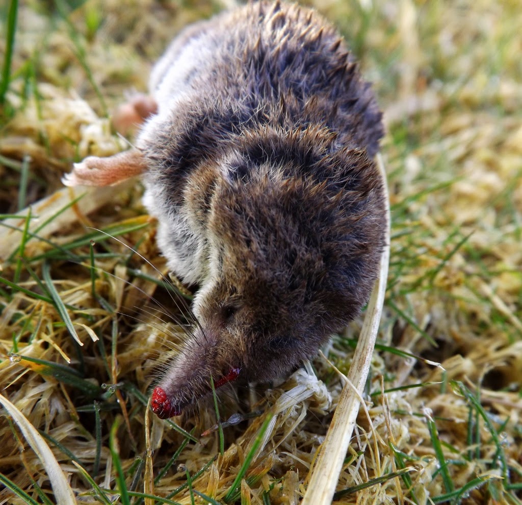 Dartmoor Ramblings: SWAILING