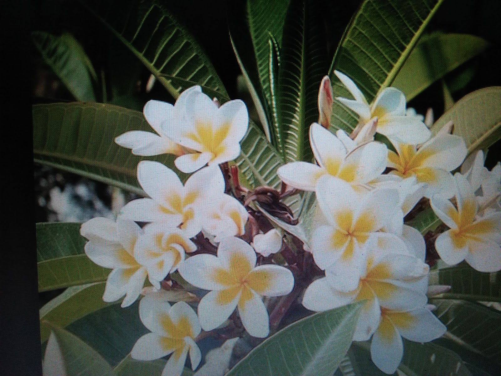 Fuziah Sulaiman blog: Jom kenali KEMBOJA - PLUMERIA di Laman WOFA