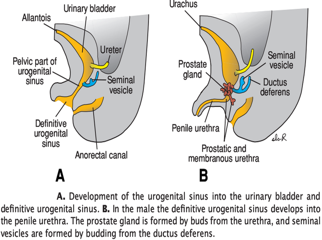 MBBS Medicine (Humanity First): Urinary System (Embryology)