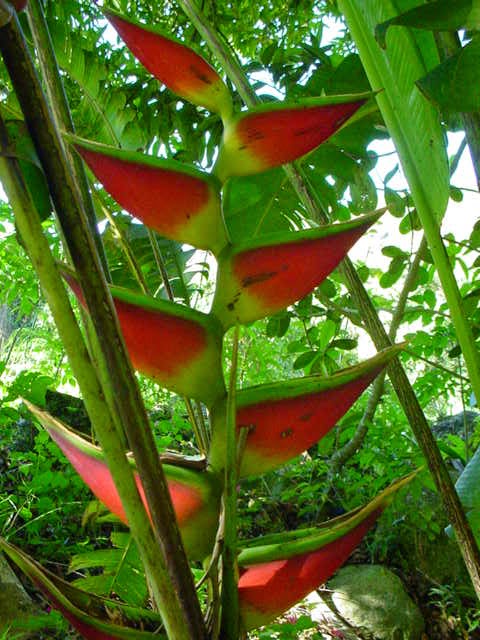Creando Mi Universidad: Conoce más de la flora venezolana