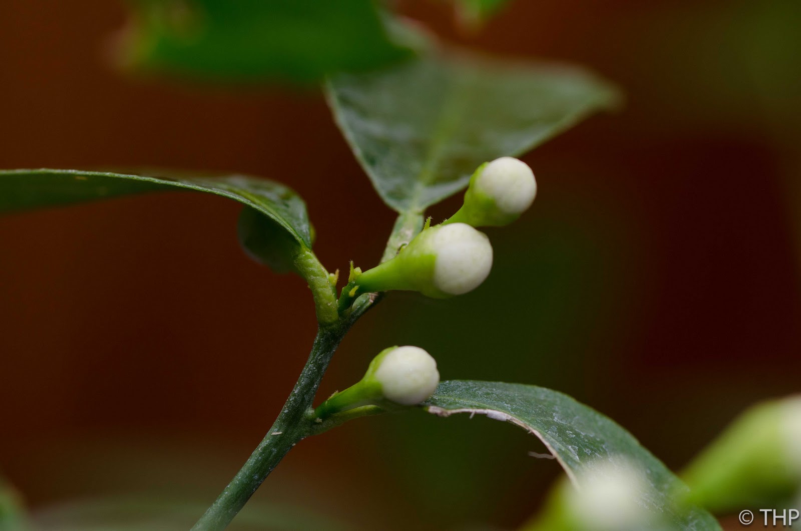 Sunroom Gardening: Citrus Update 1/14/2012