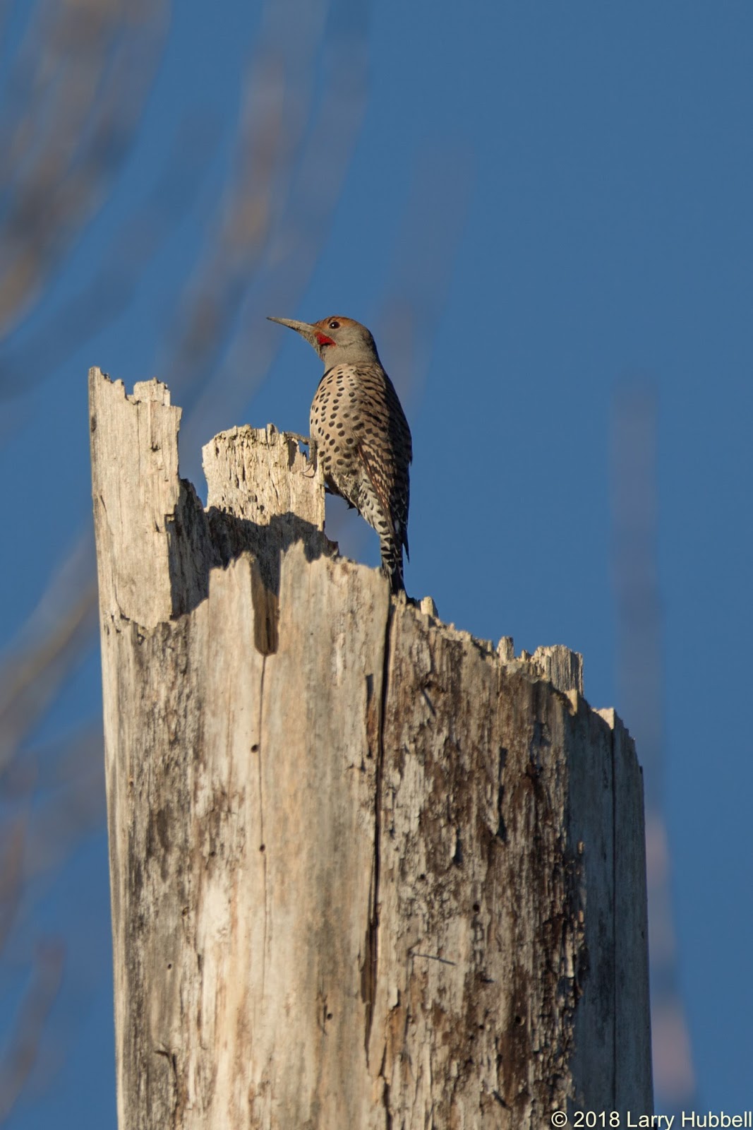 Laurelhurst Blog: All About Flickers