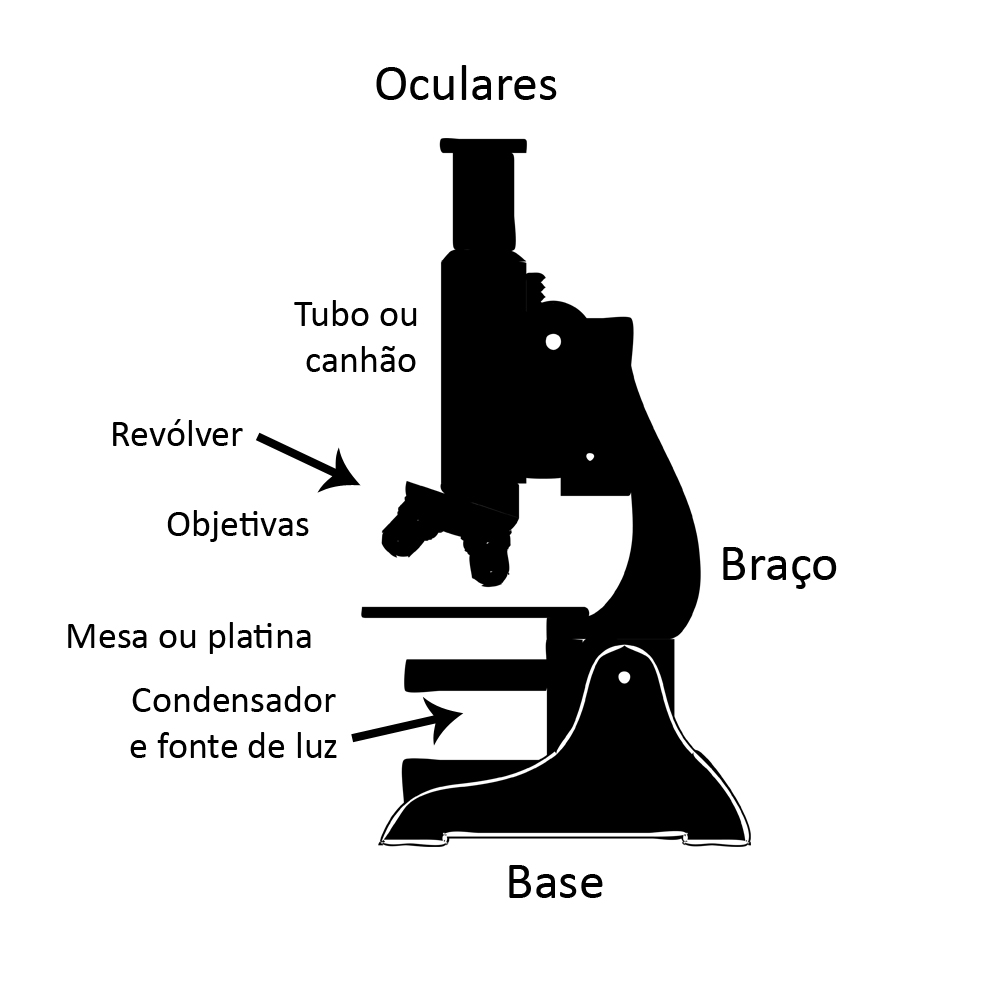 Foco Biomédico (2012): Microbiologia e afins - Principais componentes ...