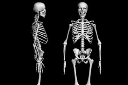İskelet Sistemi: iskelet sistemi galerisi