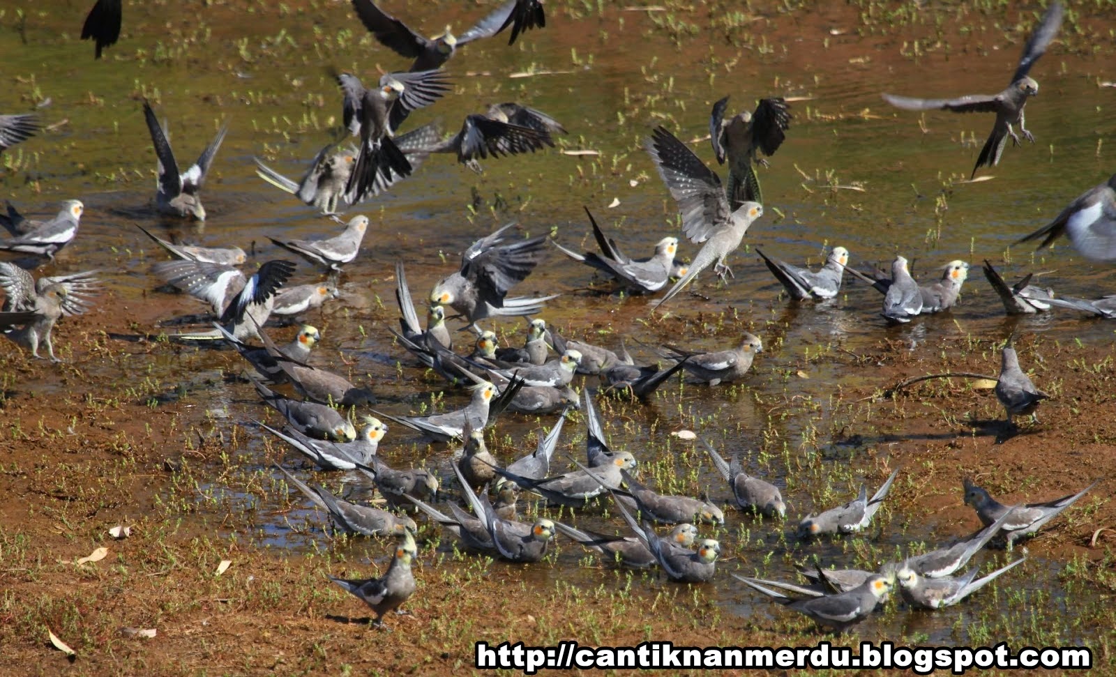 Mengenal burung Falk (Parkit Australi) dan jenis-jenisnya