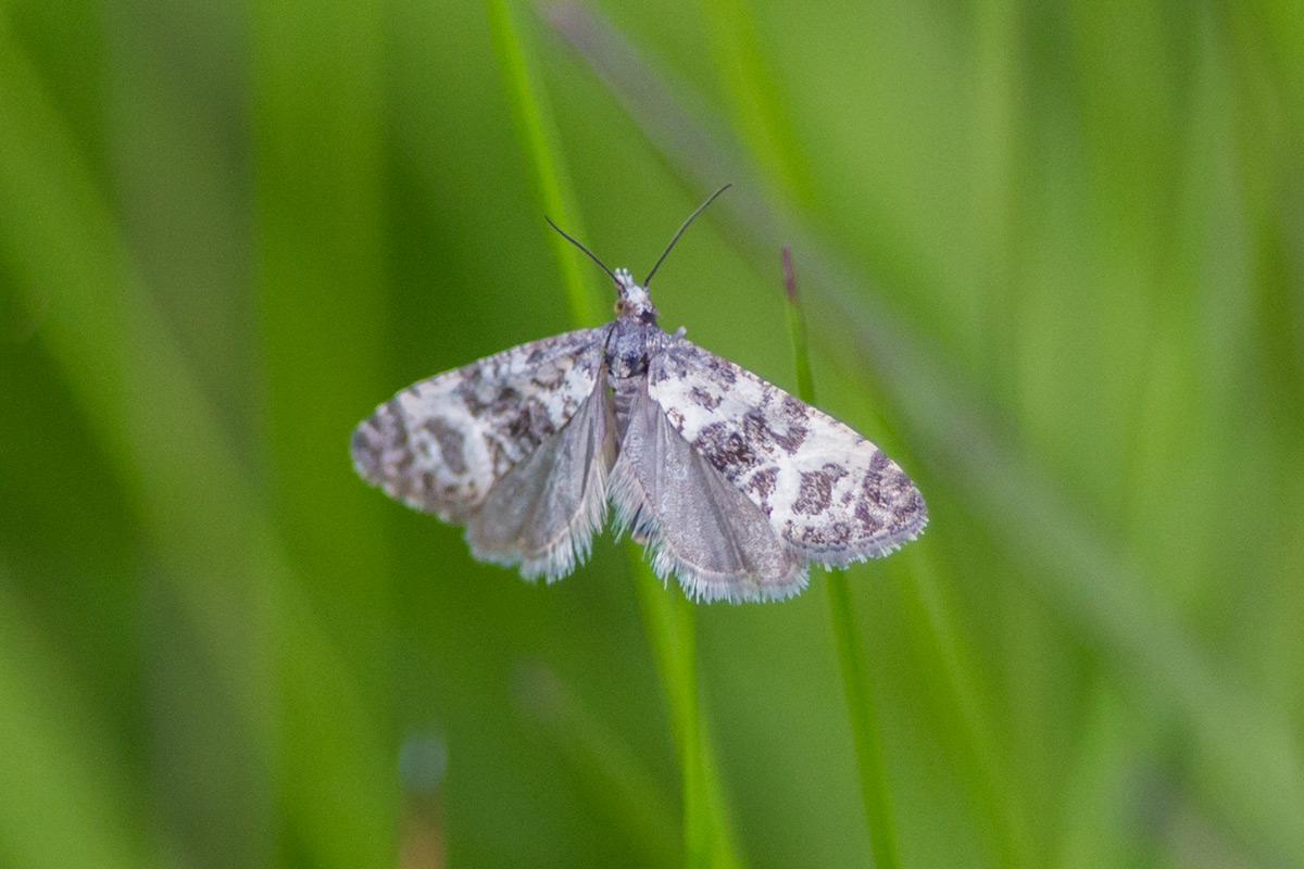 Wildlife Diaries: Iceland 7th to 14th July - part 2 Myvatn and Husavik