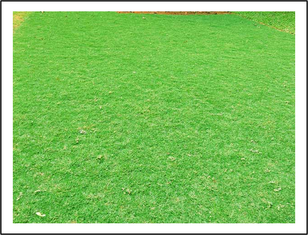 MEMILIH JENIS RUMPUT TAMAN | freewaremini