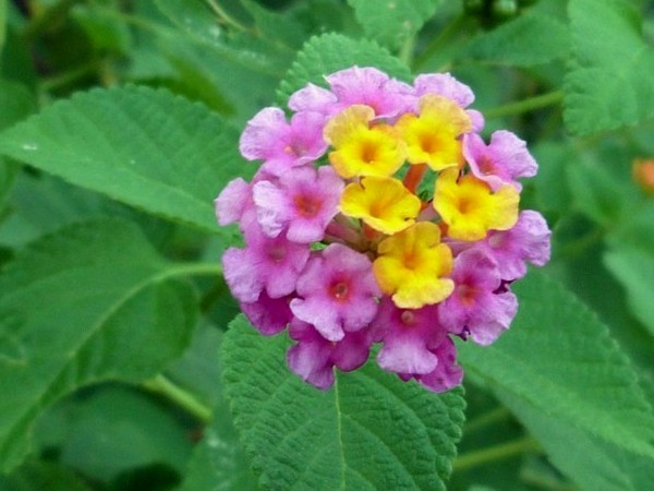 Baru 40+ Bunga Tembelekan