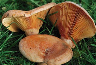 Chef in da house: Bolets