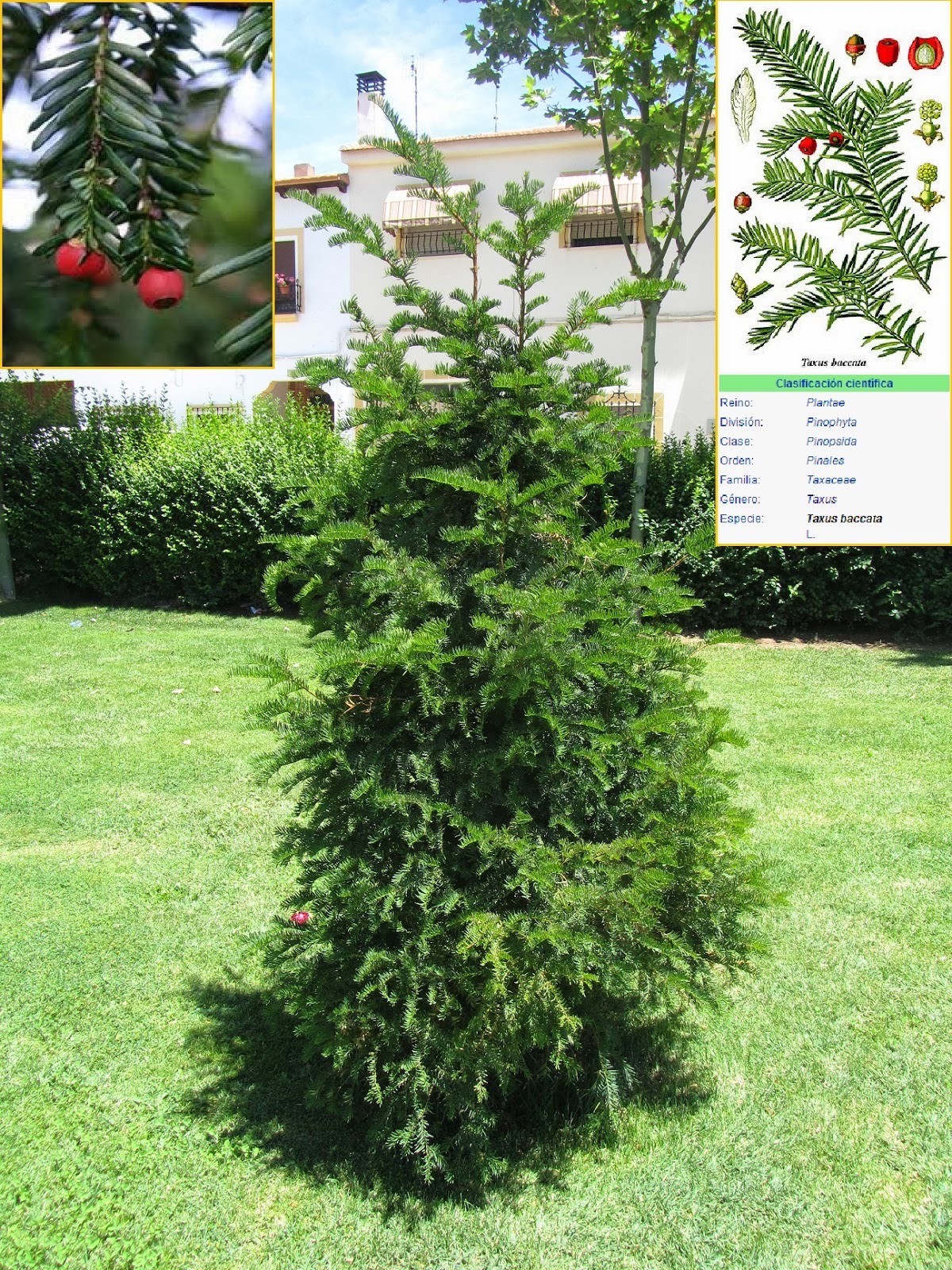 Forest Forestal: Tejo común