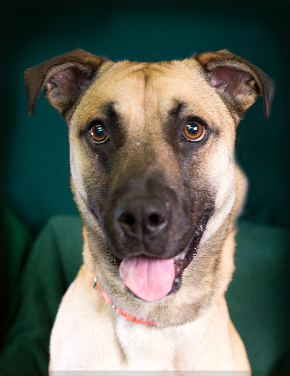 Shelter Dogs of Portland: "COCO" German Shepherd mix