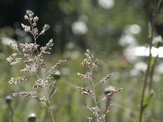 natuurrondleiding door een IVN-Natuurgids: Kropaar, Reukgras, Rood ...
