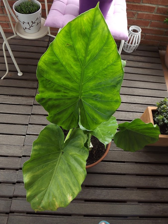 La planta de La Marquesa... | Decoración