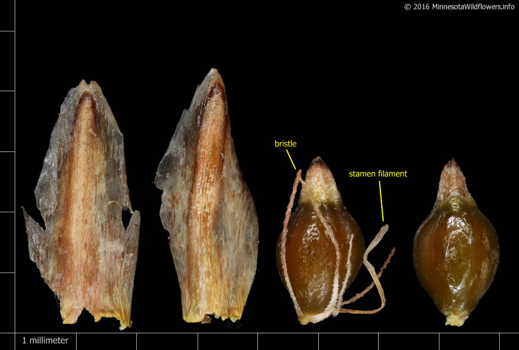 PLANT FAMILIES OF PUERTO RICO AND FLORIDA PAPO VIVES: CYPERACEAE ...