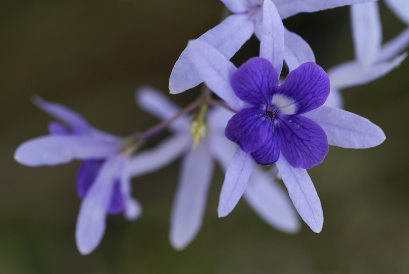 Flower Dictionary: Blue Bird Vine