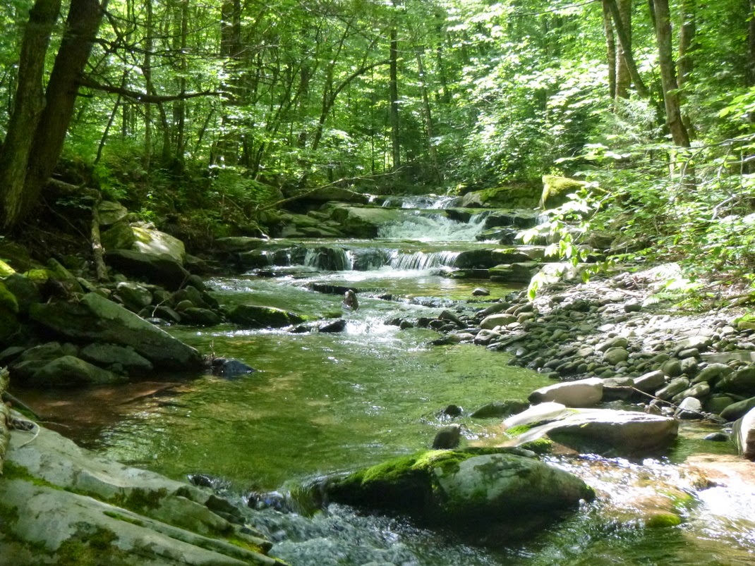 Anyone fish small mountain streams? Rod advice. : r/flyfishing