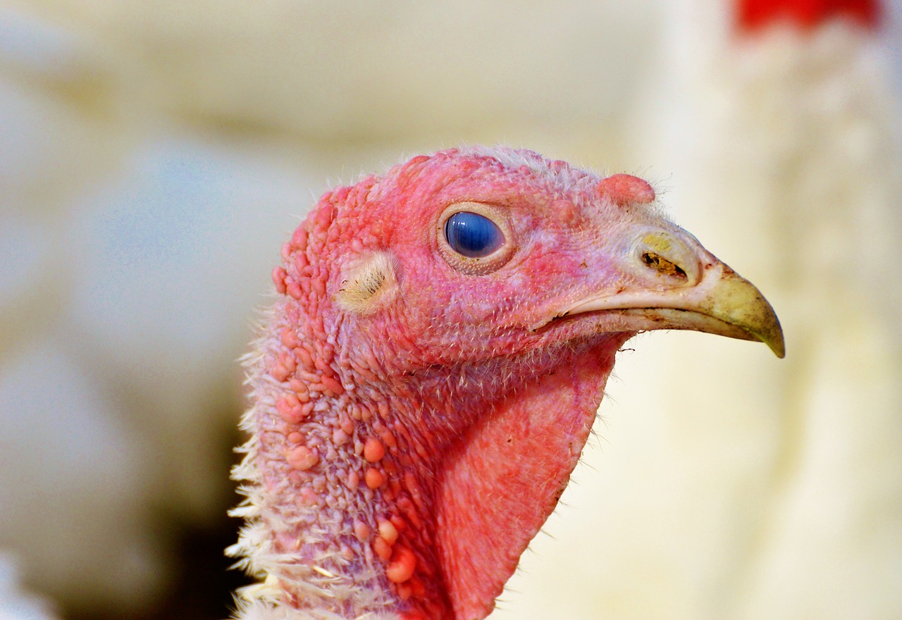 Ake's Pains: Turkey Eyes Are Watching Me (Turkey Update – Part 2)