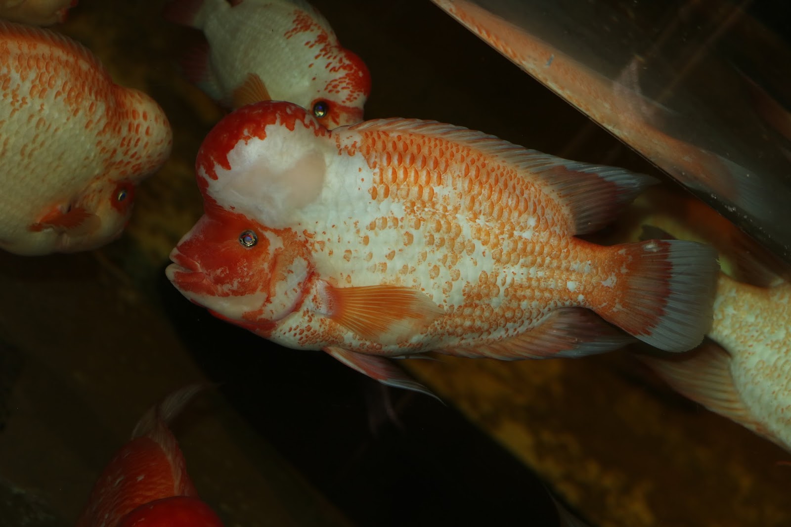 Citrinellum Goldfish Pics At The Akron Zoo
