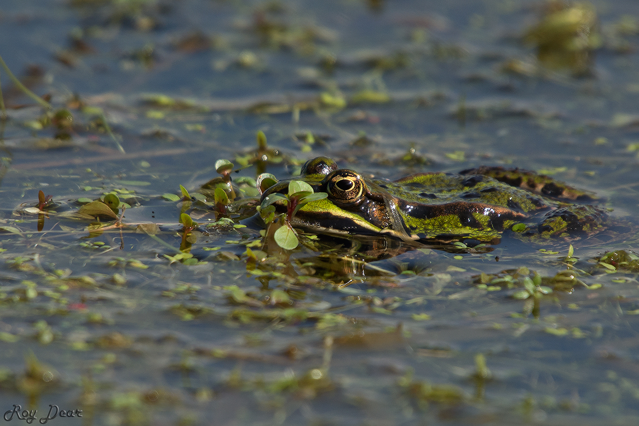 Foto's: Groene kikker