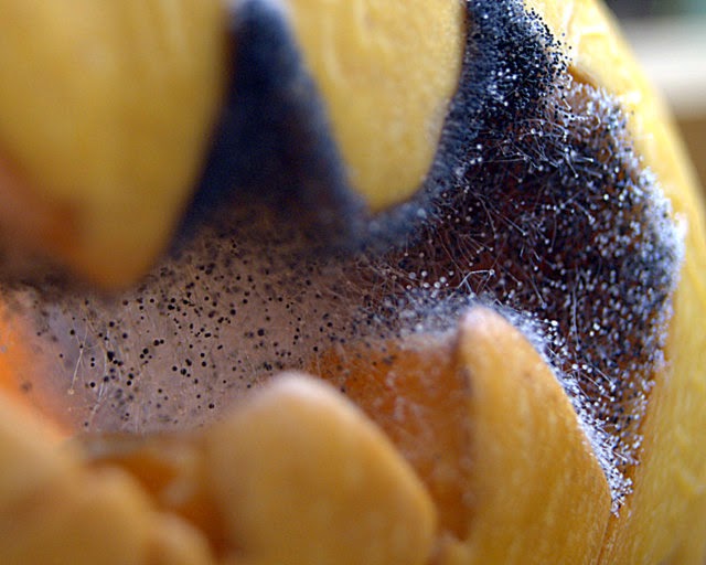 EL MUNDO DE YUYU: Hongo de la fruta y verdura ..Aspergillus niger