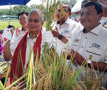 Sabahkini.net - Reveal The Truth, Prevail The Faith: LOW SABAH RICE ...