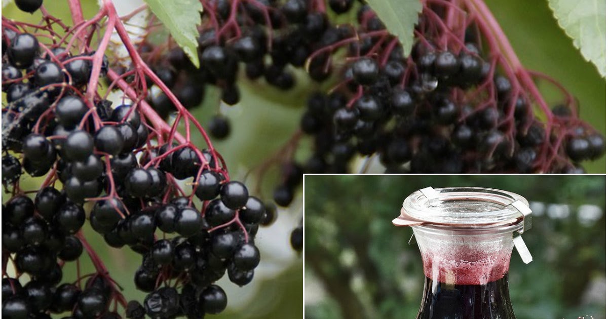 gk kreativ: Holunderbeersaft selber machen